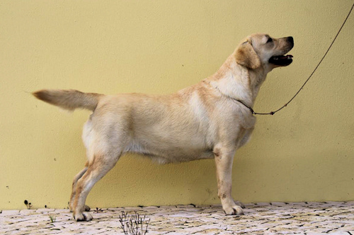 Candylab Kennel :: Labrador Retriever