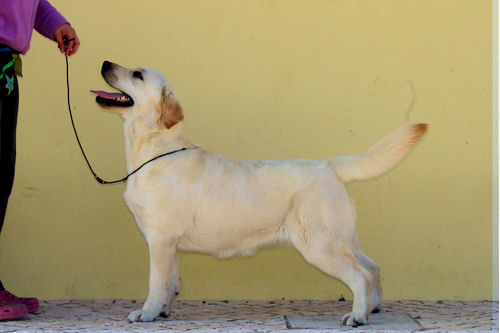 Candylab Kennel :: Labrador Retriever